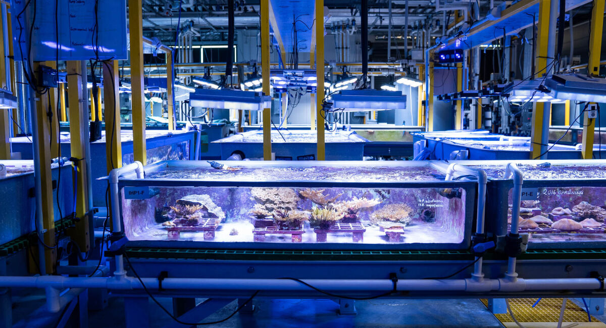 Australian Institute of Marine Science (AIMS) SeaSim Expansion / Hutchies